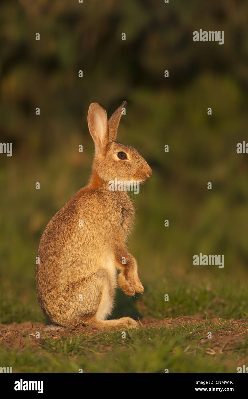 European Rabbit (Oryctolagus cuniculus) adult, alert, sitting upright ...