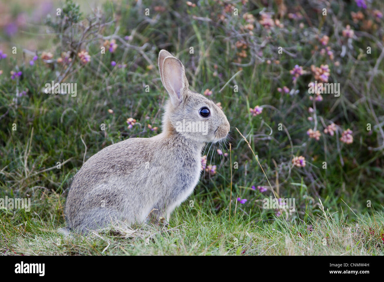 European Rabbit (Oryctolagus cuniculus) adult, sitting on heathland ...