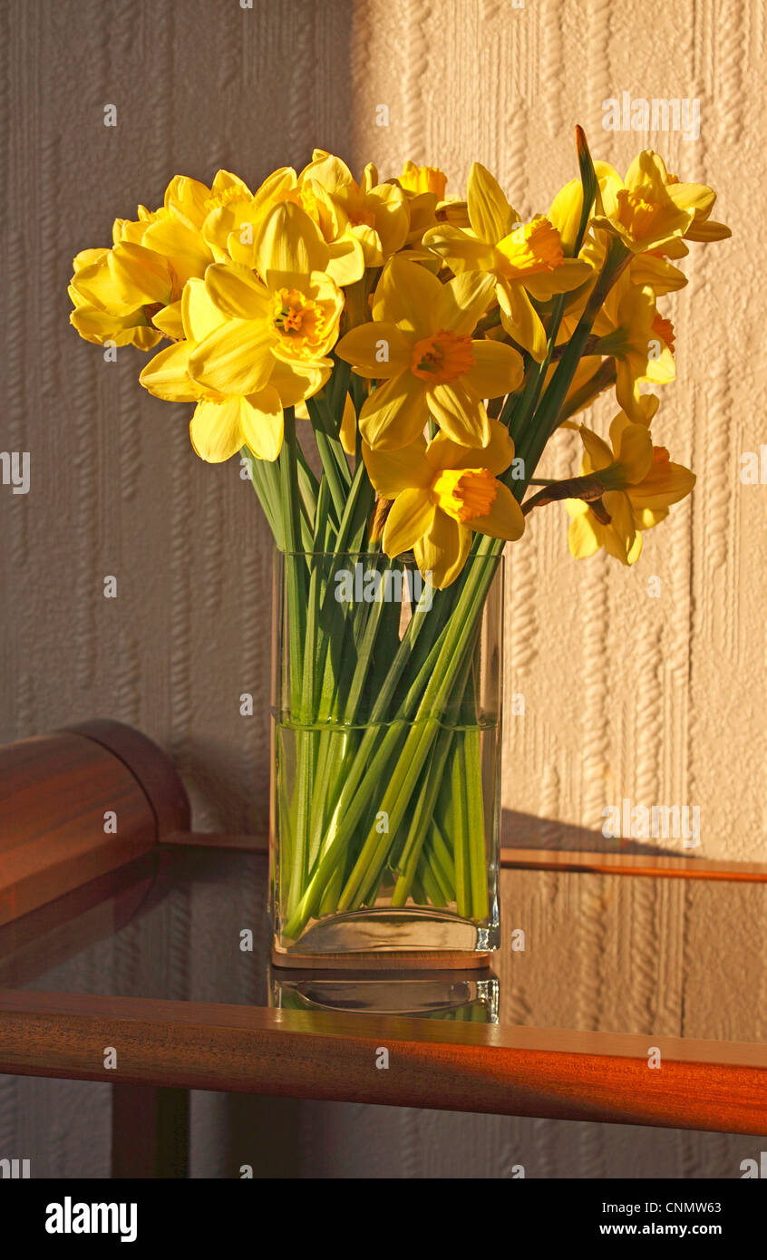 NARCISSUS AS STILL LIFE. DAFFODILS Stock Photo - Alamy