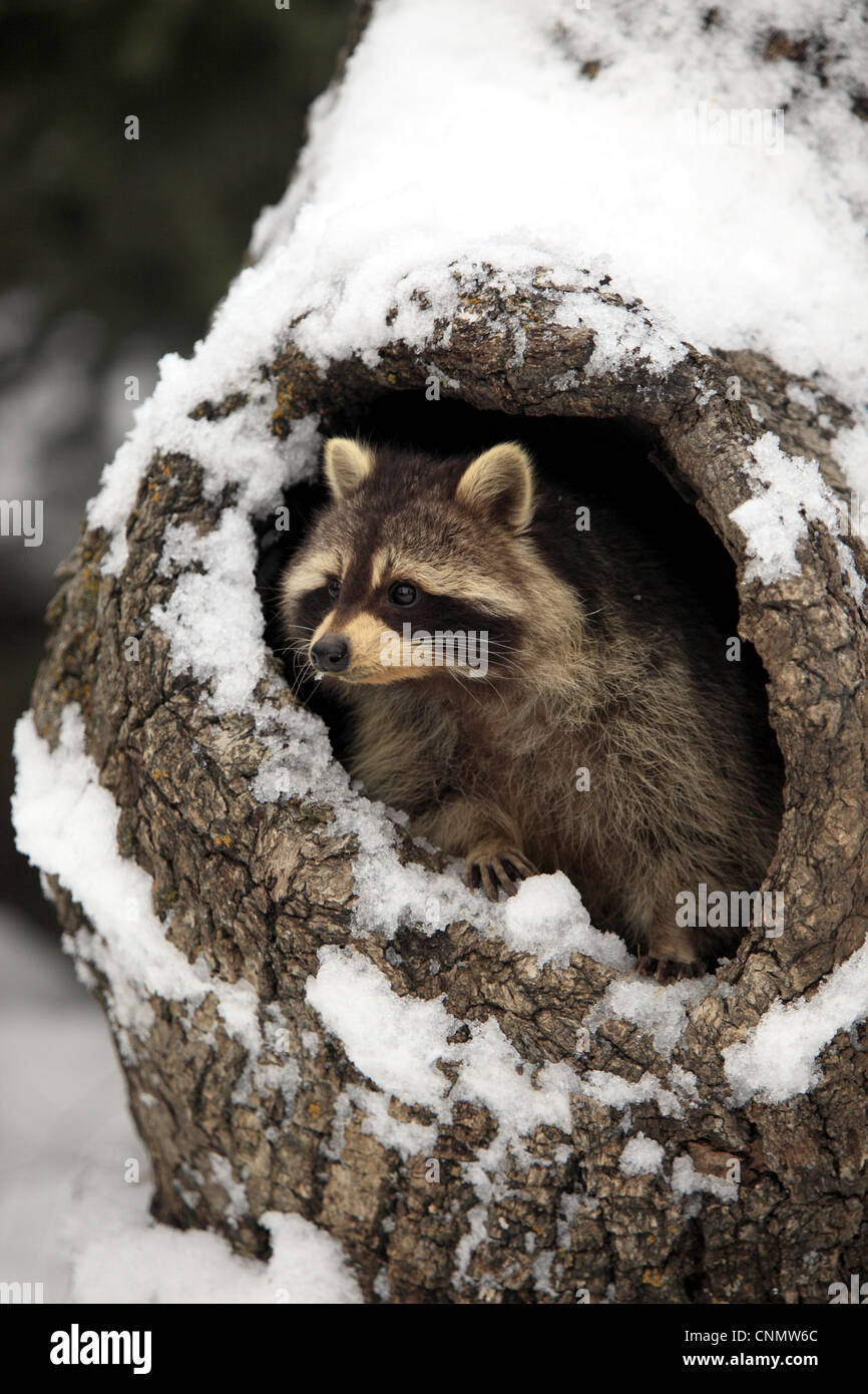 Raccoon in tree hole hi-res stock photography and images - Alamy