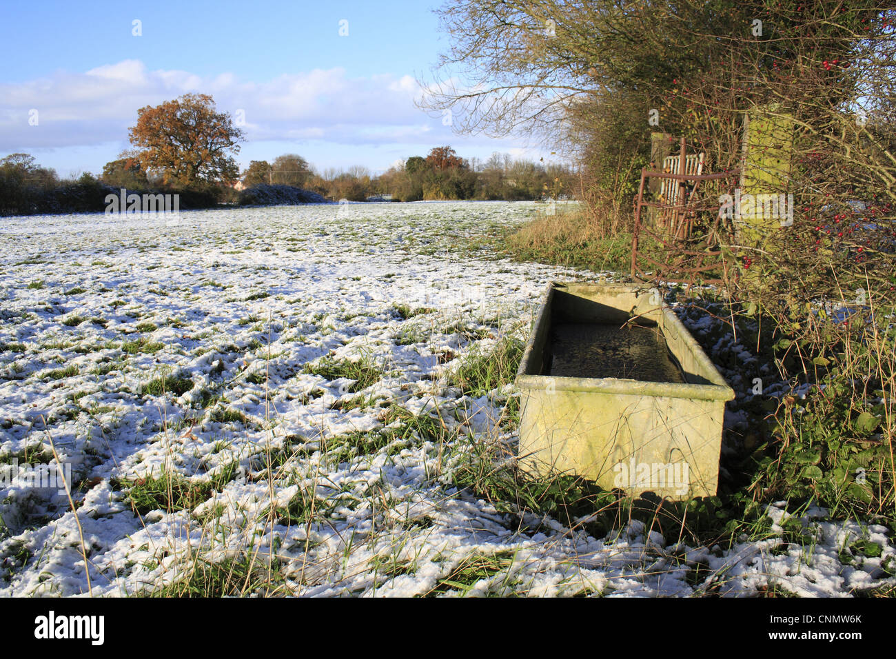 Cattle drinking water trough uk hi-res stock photography and images - Alamy