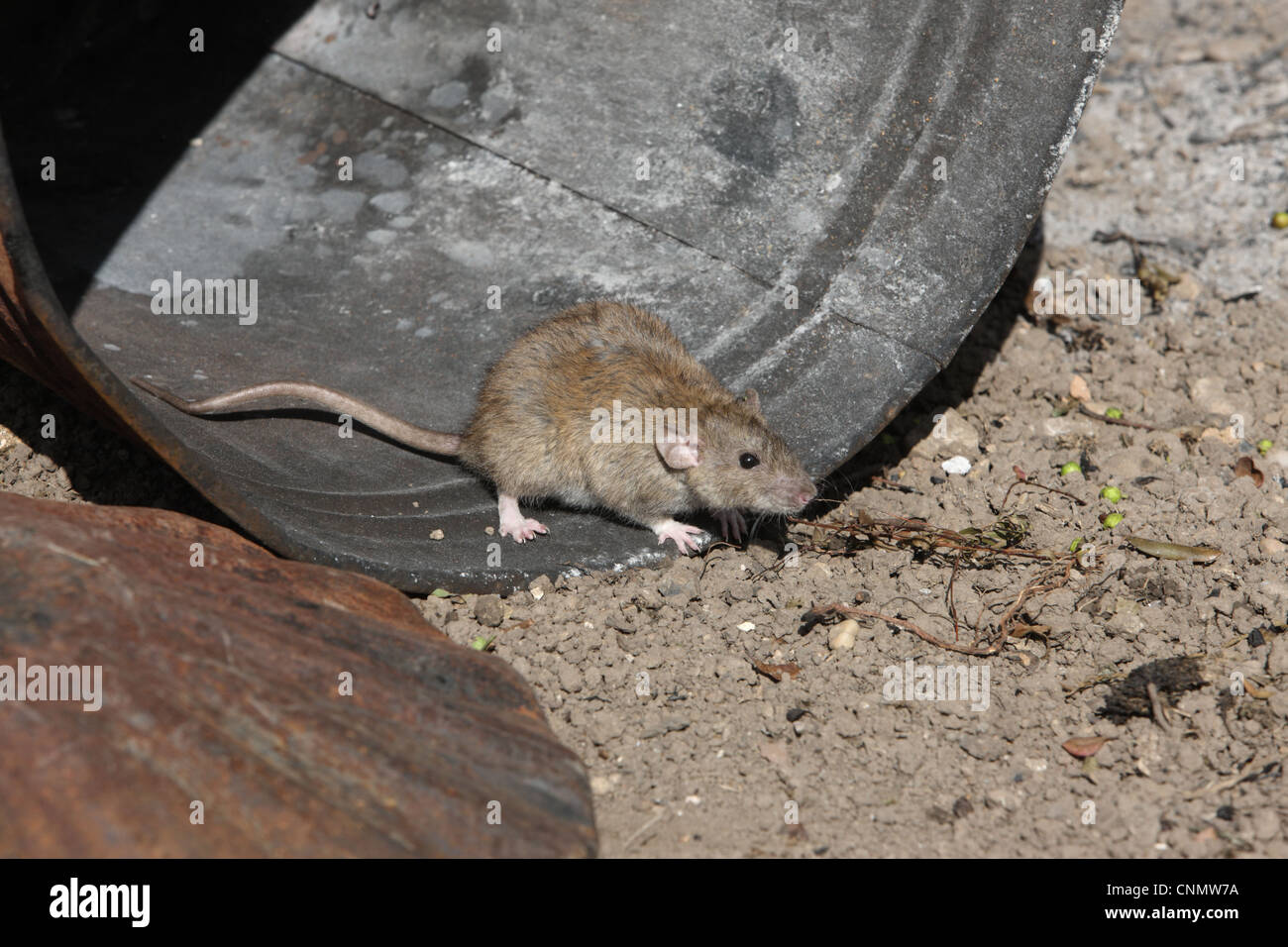 Animal dustbin hi-res stock photography and images - Alamy