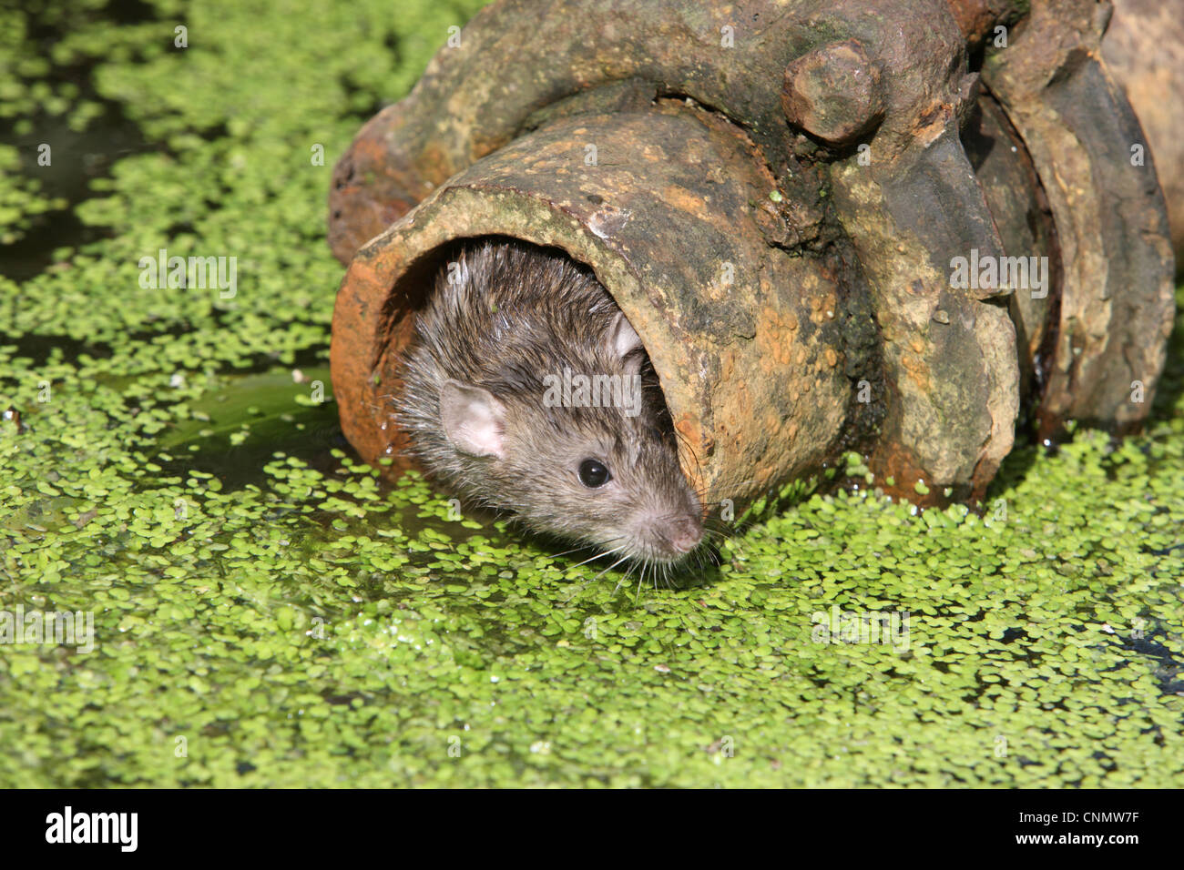 Pipe head hi-res stock photography and images - Alamy