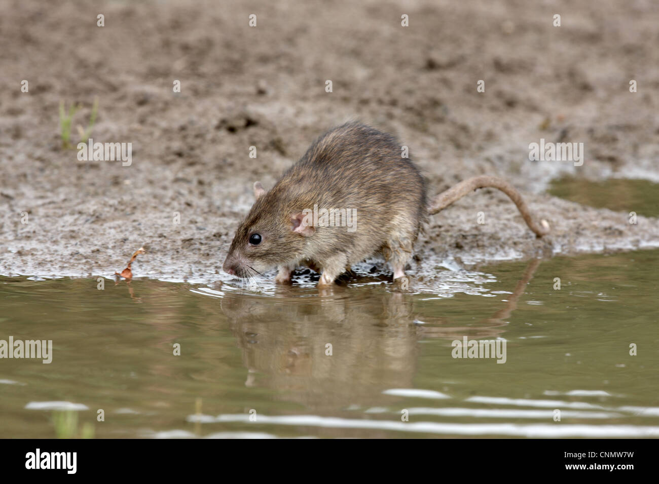Brown Rat (Rattus norvegicus) adult, standing on mud at edge of water ...
