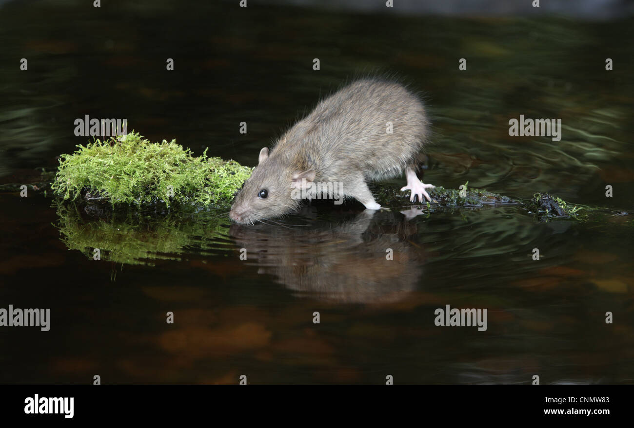 Brown Rat (Rattus norvegicus) adult, standing on log in water, England ...