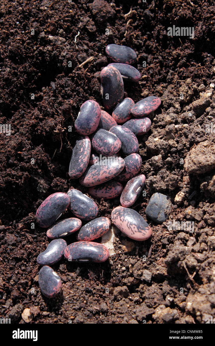 RUNNER BEAN SEED. STREAMLINE. PHASEOLUS COCCINEUS. SCARLET RUNNERS ...