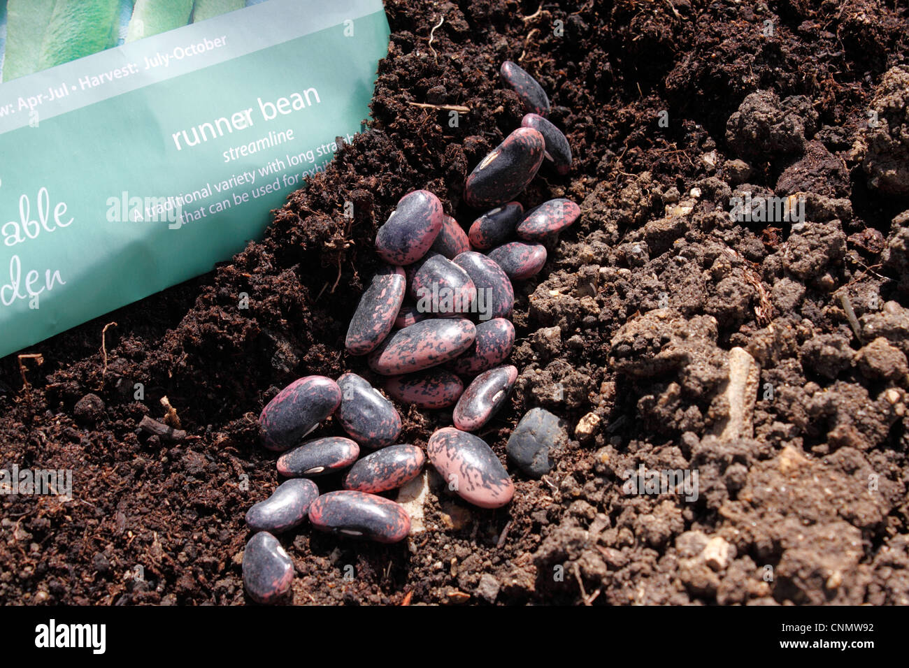 RUNNER BEAN SEED. STREAMLINE. PHASEOLUS COCCINEUS. SCARLET RUNNERS ...