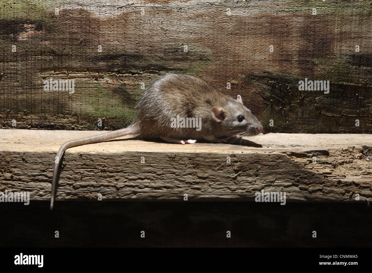 Brown Rat (Rattus norvegicus) adult, standing on wood, England, august ...