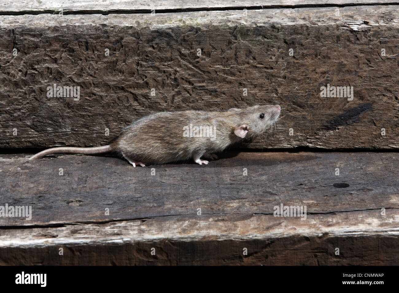 Brown Rat (Rattus norvegicus) adult, standing on wood, England, august ...
