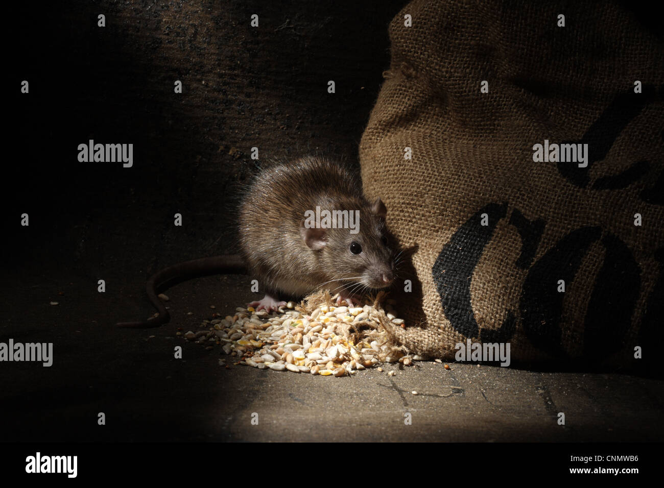 Brown Rat (Rattus norvegicus) adult, feeding on grain spilt from sack ...
