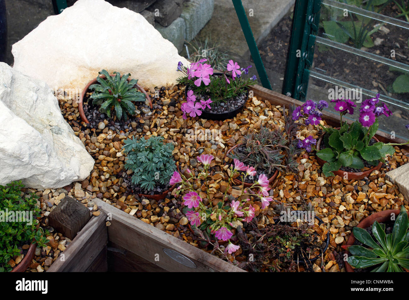ALPINE PLANTS GROWING IN A GREENHOUSE TROUGH. UK Stock Photo - Alamy