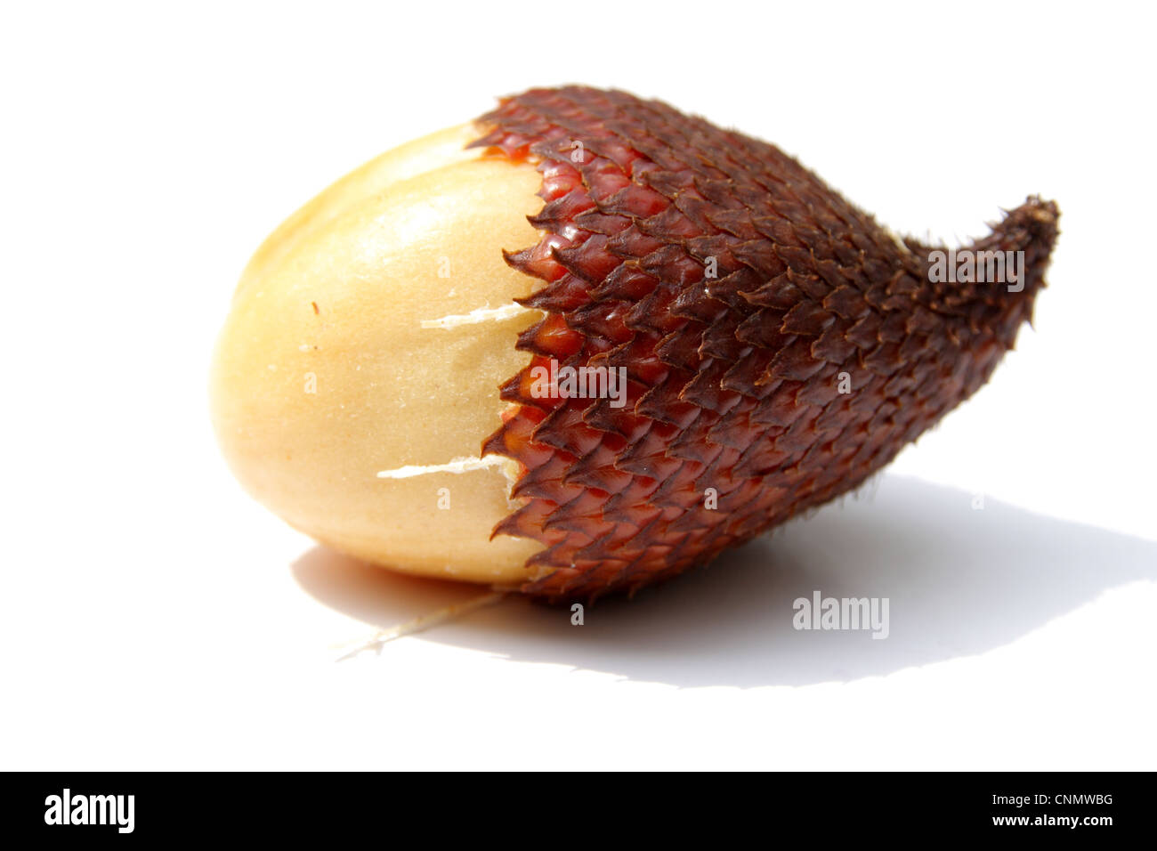 Rakum palm fruit , Zalacca fruit Stock Photo - Alamy