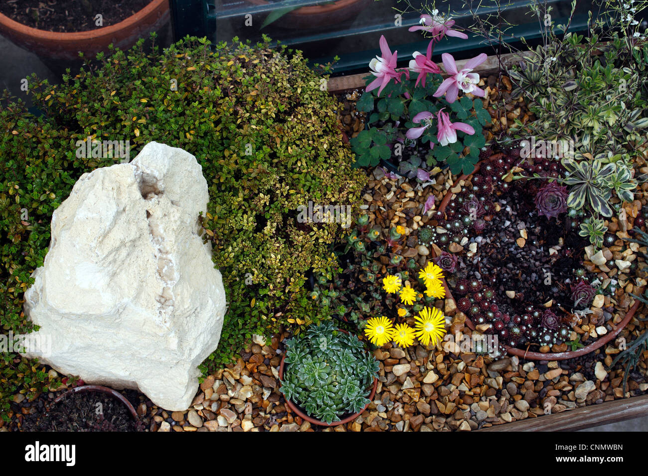 ALPINE PLANTS GROWING IN A GREENHOUSE TROUGH. UK Stock Photo - Alamy