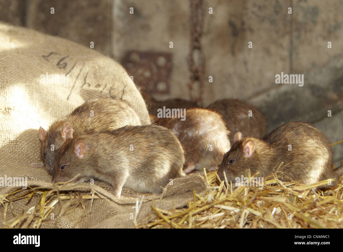 Group rats farm hi-res stock photography and images - Alamy