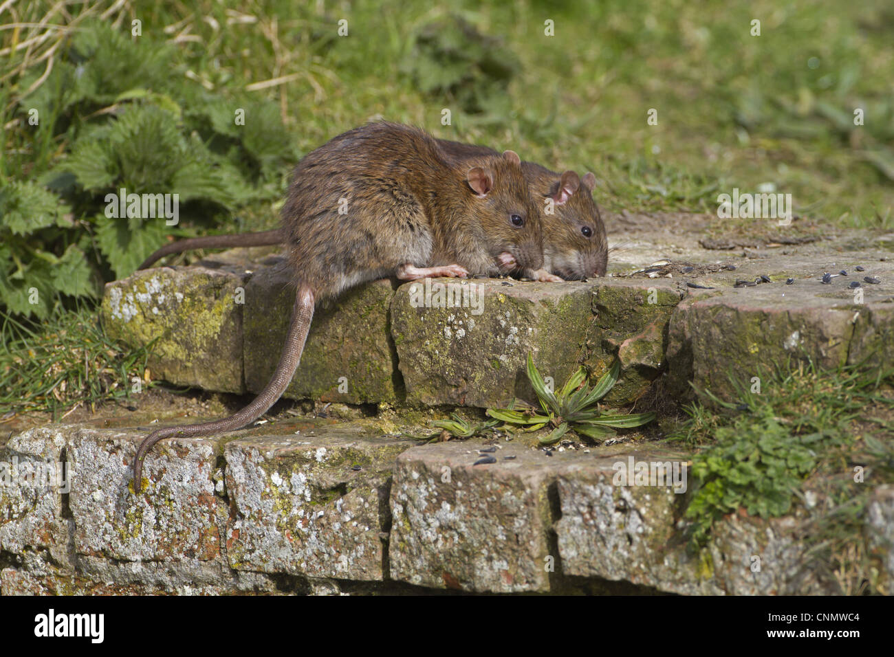 Brown Rat (Rattus norvegicus) two adults, feeding on bricks at edge of ...