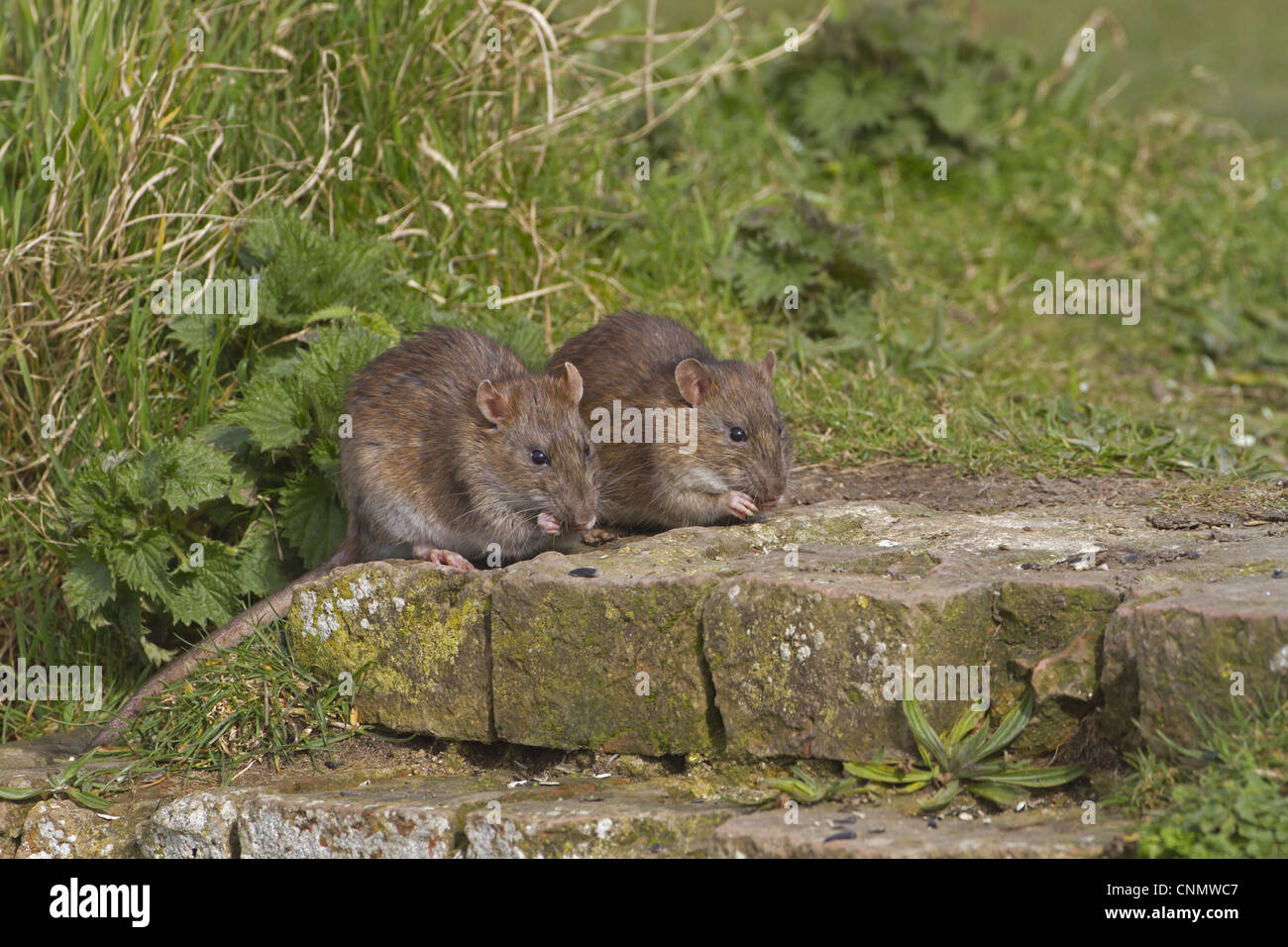 Brown Rat (Rattus norvegicus) two adults, feeding on bricks at edge of ...