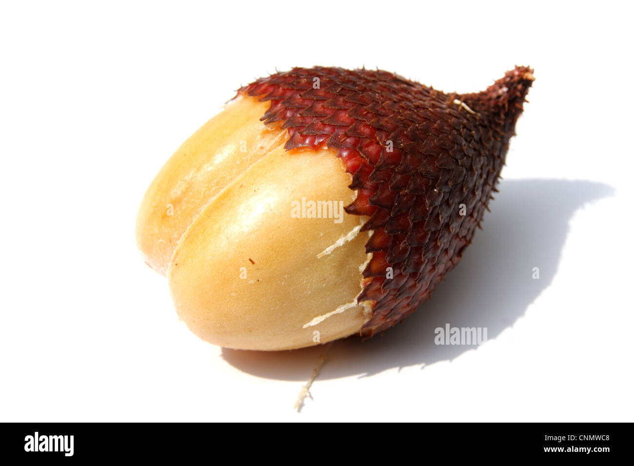 Rakum palm fruit , Zalacca fruit Stock Photo - Alamy