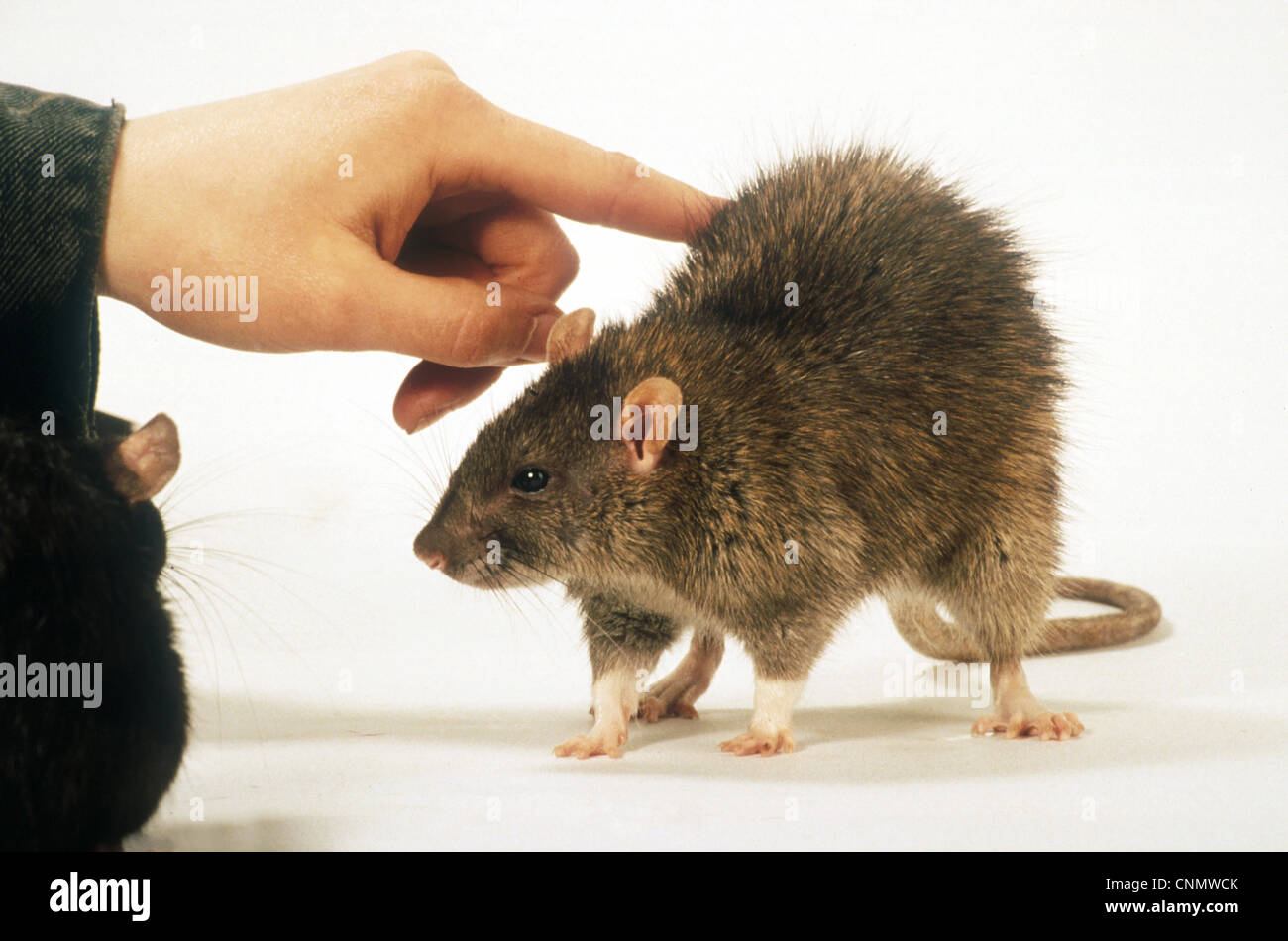 Domestic Rat, adult, with owners hand touching back Stock Photo - Alamy