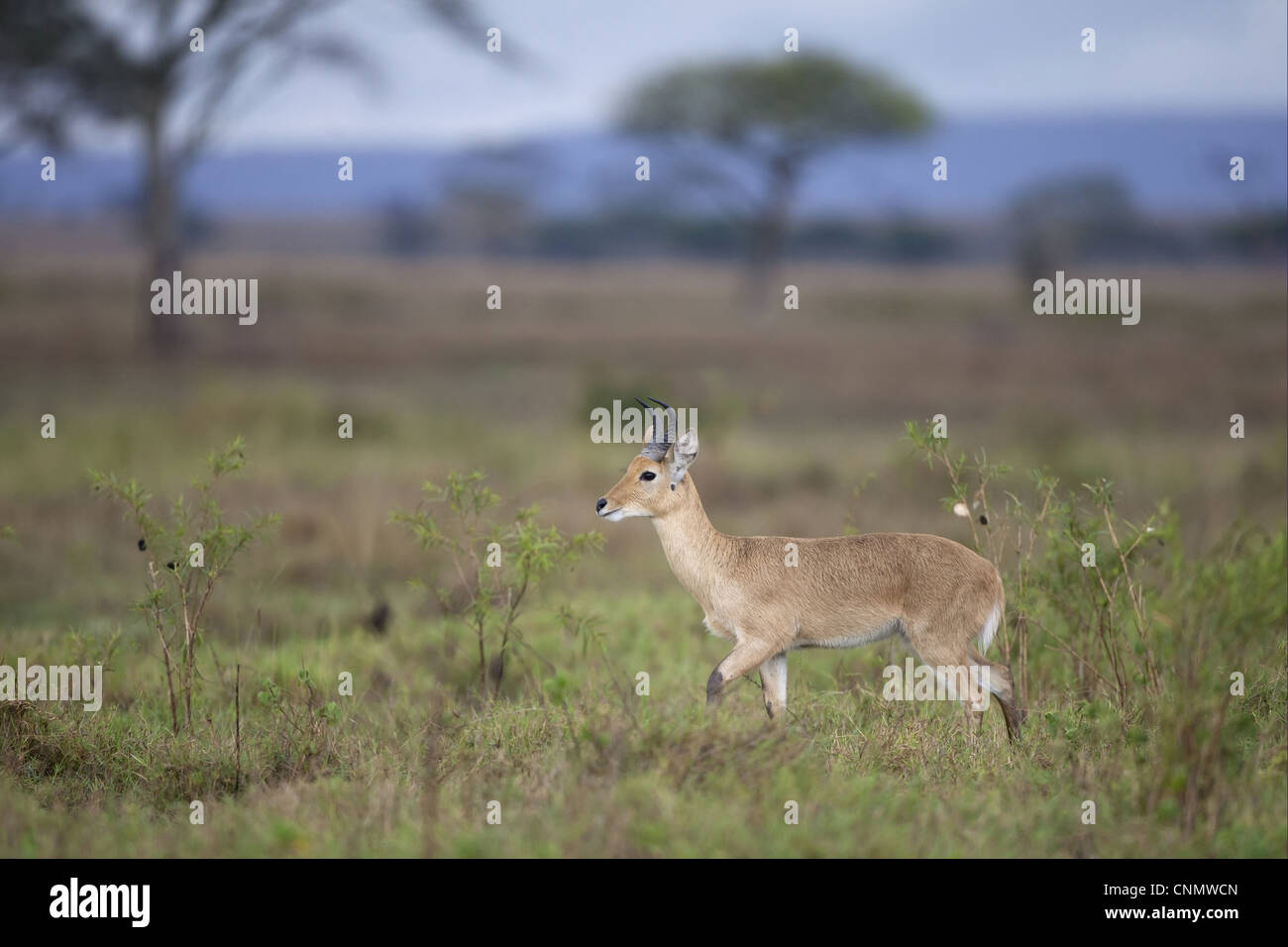 Tanzania bohor reedbuck antelope hi-res stock photography and images ...