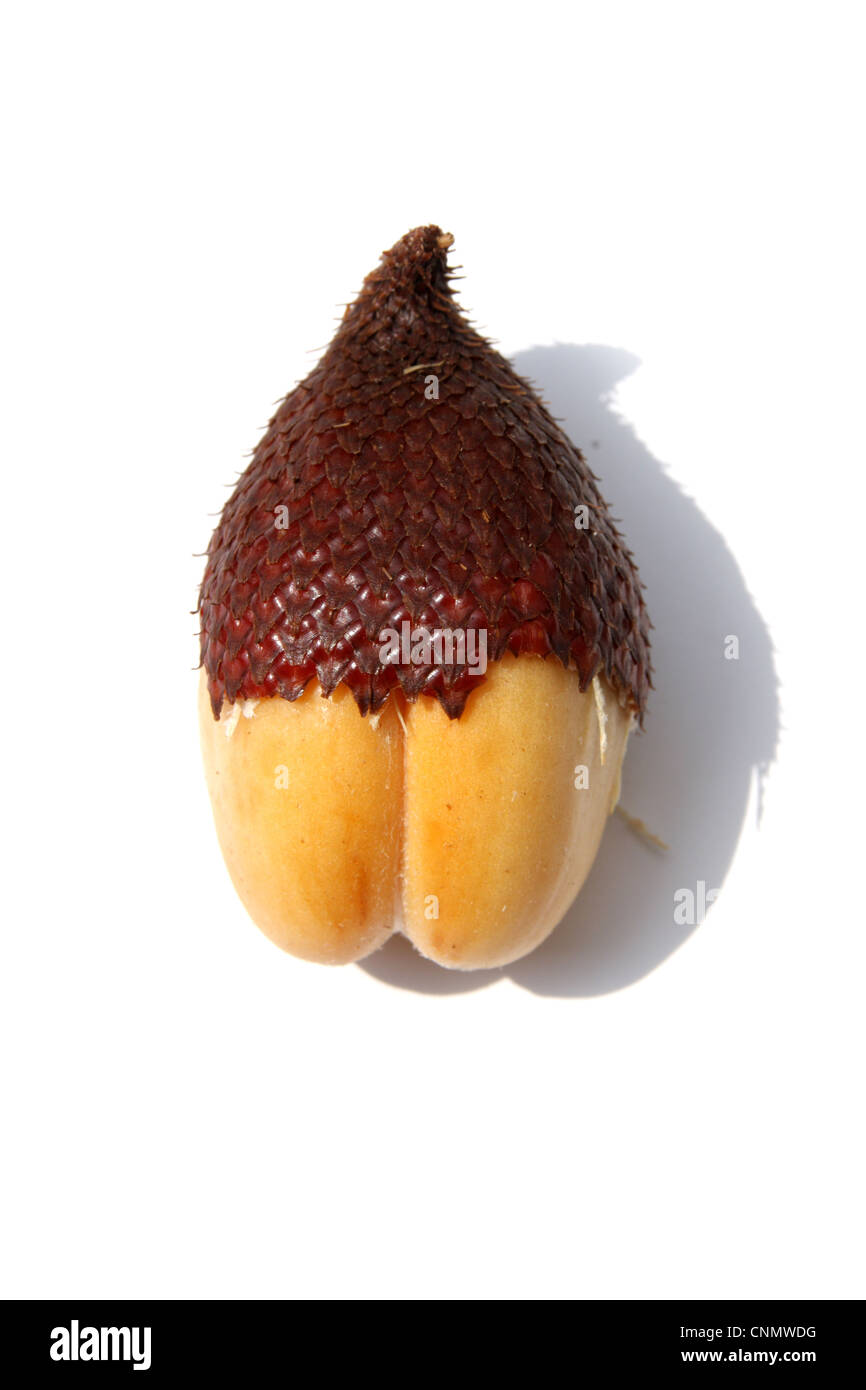 Rakum palm fruit , Zalacca fruit Stock Photo - Alamy
