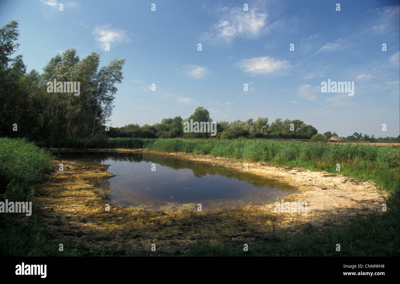 Ponds. Britain Cleared pond at Cornard Mere - Suffolk Wildlife Trust ...