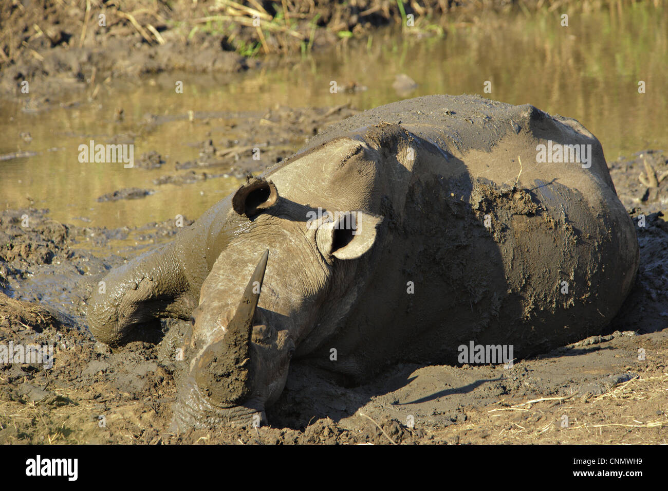 White rhinoceros mud wallow hi-res stock photography and images - Alamy