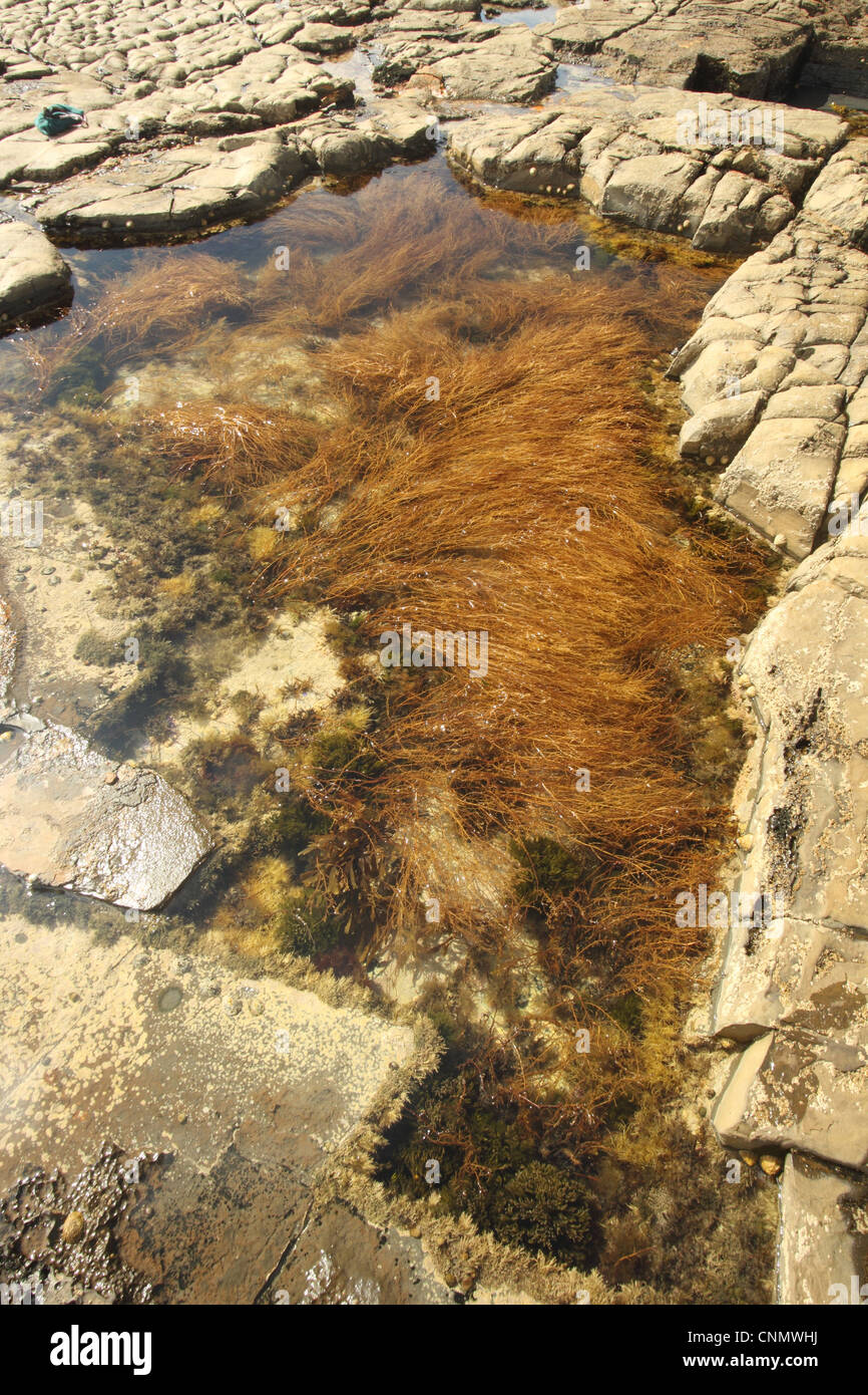 Rockpool with seaweed at low tide, Broadbench, Kimmeridge, Dorset ...