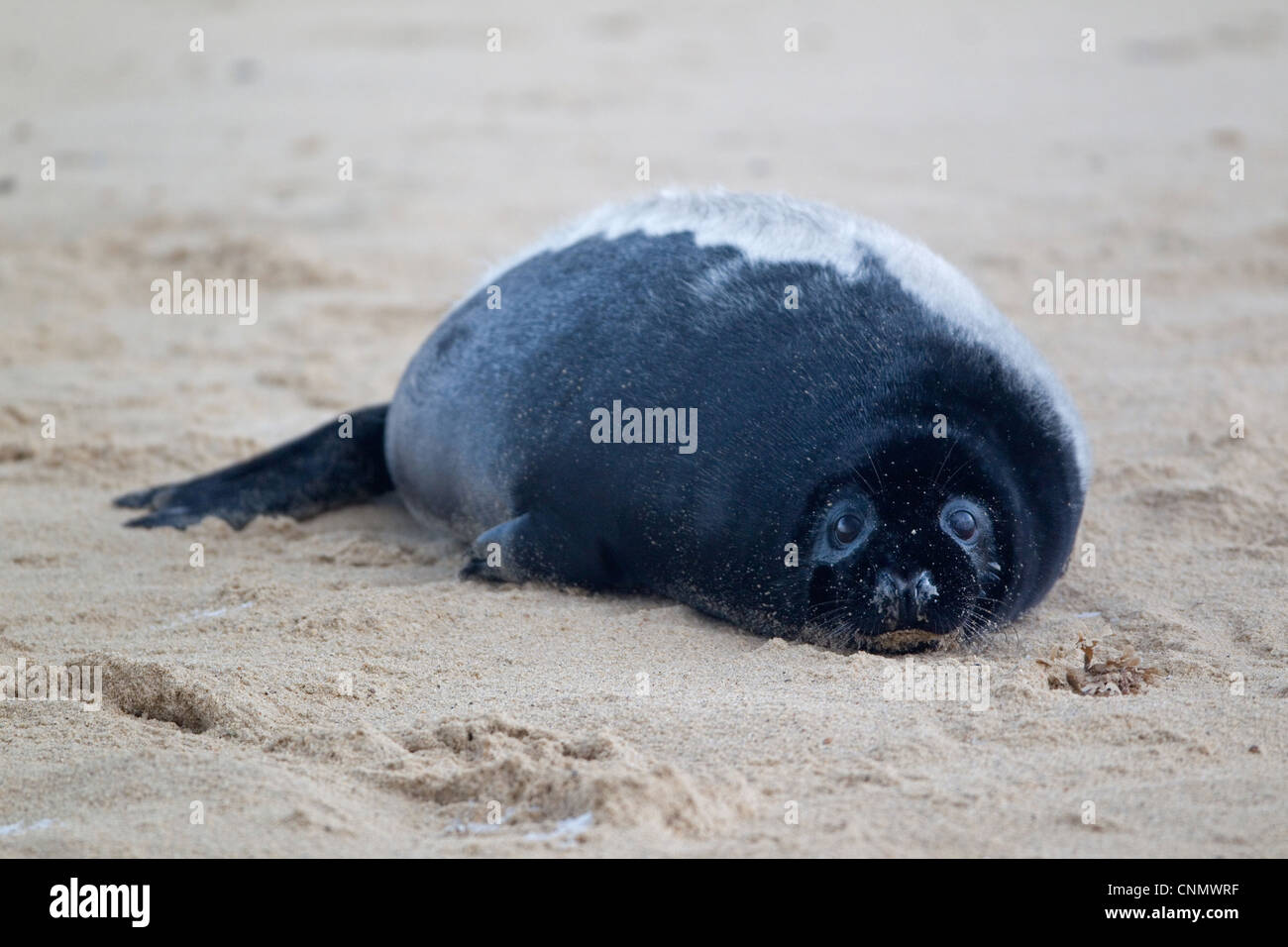 Two baby seals hi-res stock photography and images - Alamy