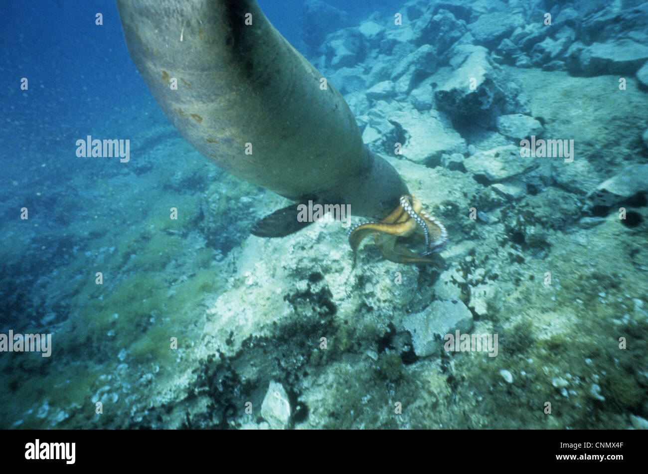 Mediterranean monachus monachus greece hi-res stock photography and ...