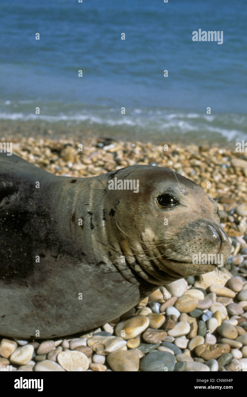 Monk seals greece hi-res stock photography and images - Alamy