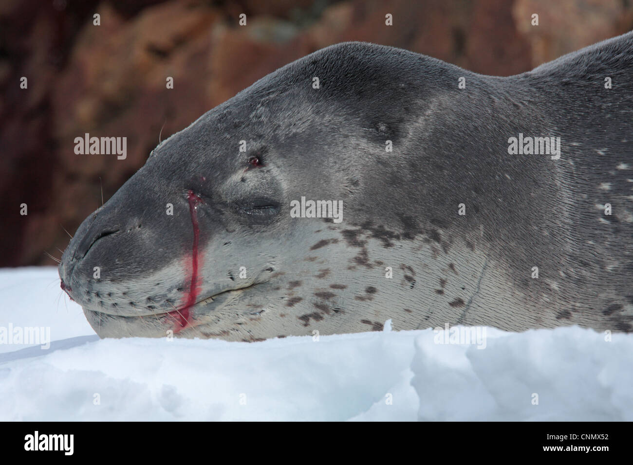 Leopard Seal Hydrurga leptonyx adult close-up head injured bleeding ...