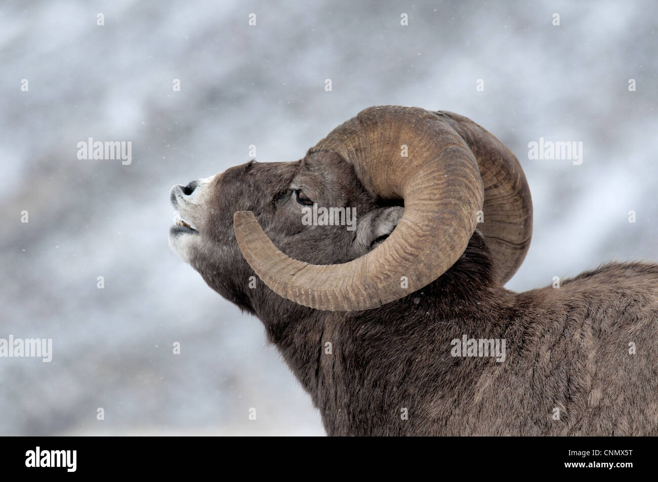 Bighorn Sheep (Ovis canadensis) adult male, close-up of head, in ...