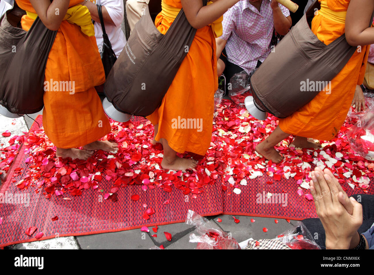Thai Buddhist monks walking on rose petals scattered by devotees in ...