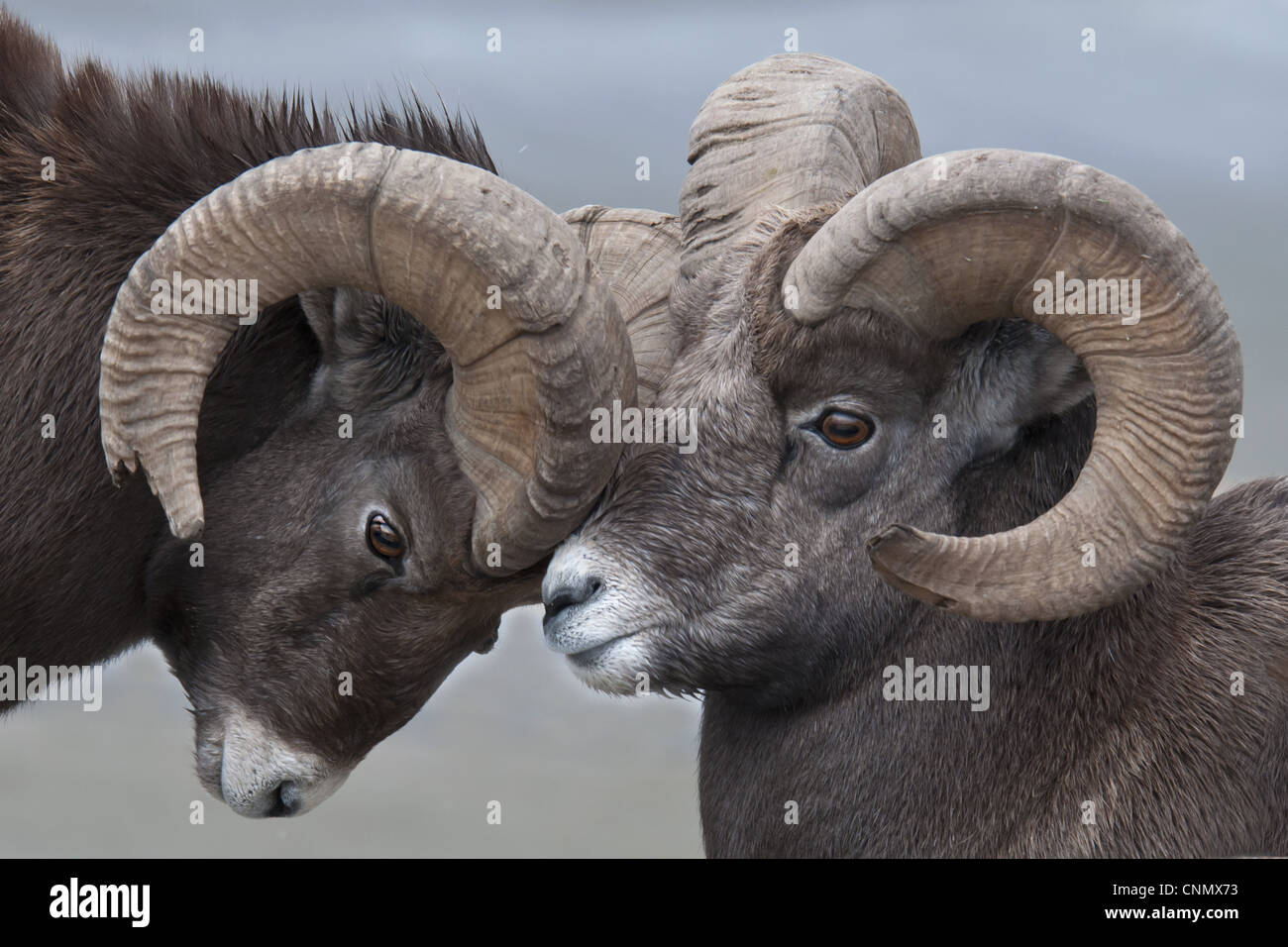 Two rams butting heads hi-res stock photography and images - Alamy