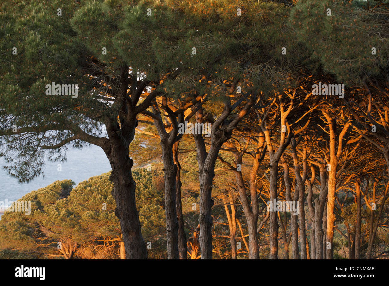 Mediterranean coastal Pine (Pinus sp.) forest habitat in evening ...