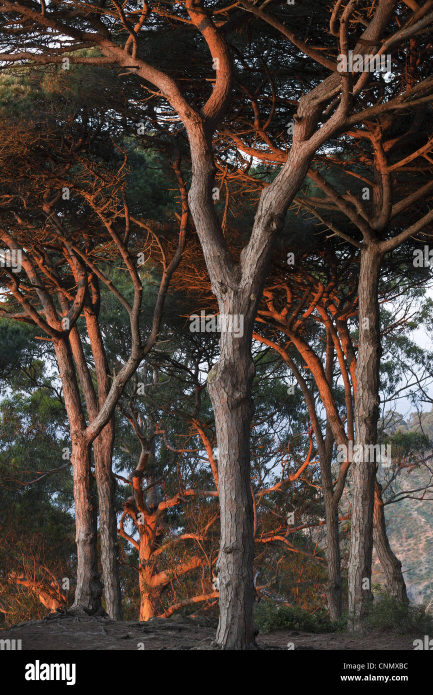 Mediterranean coastal Pine (Pinus sp.) forest habitat in evening ...
