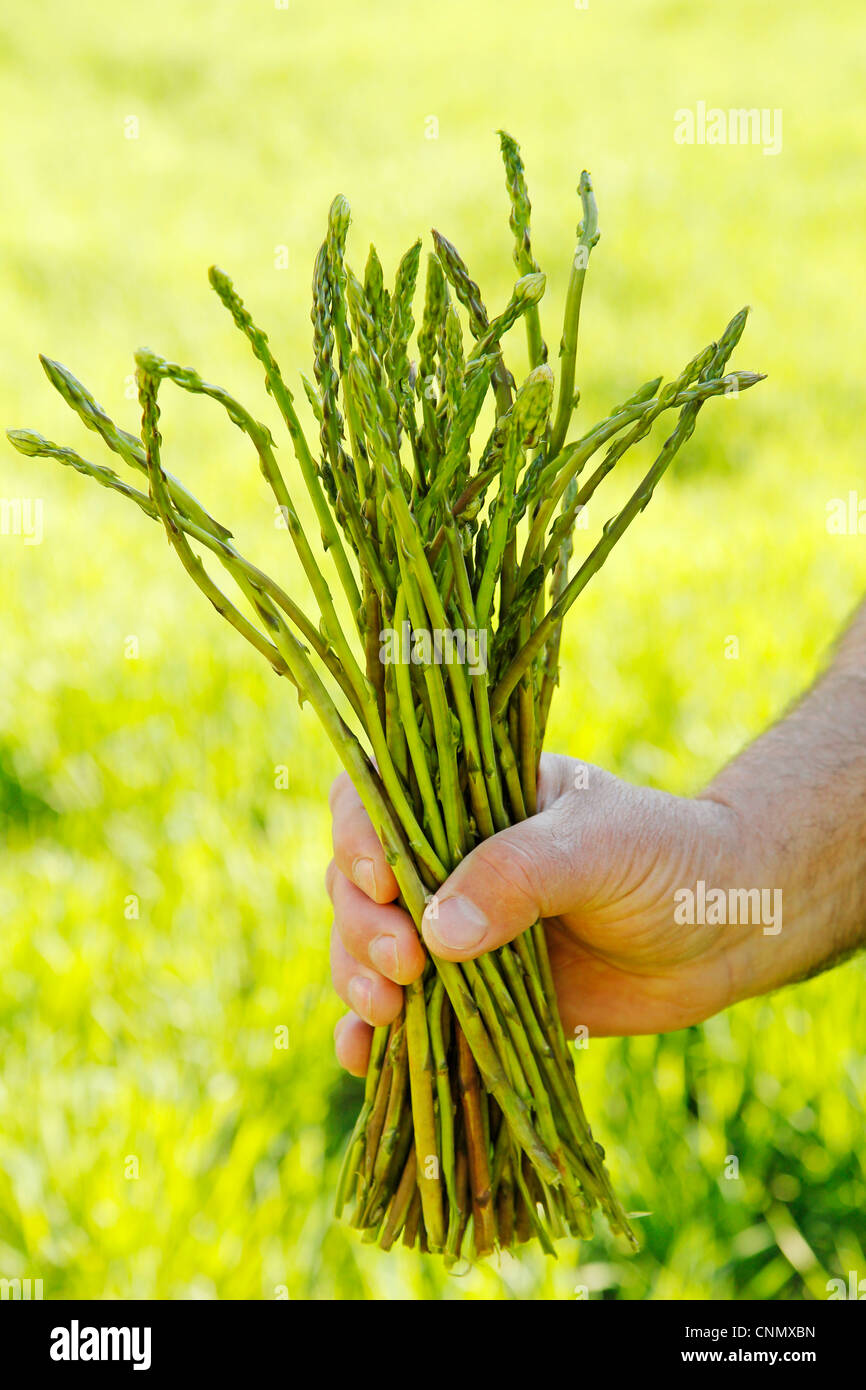 Collecting wild asparagus Stock Photo - Alamy