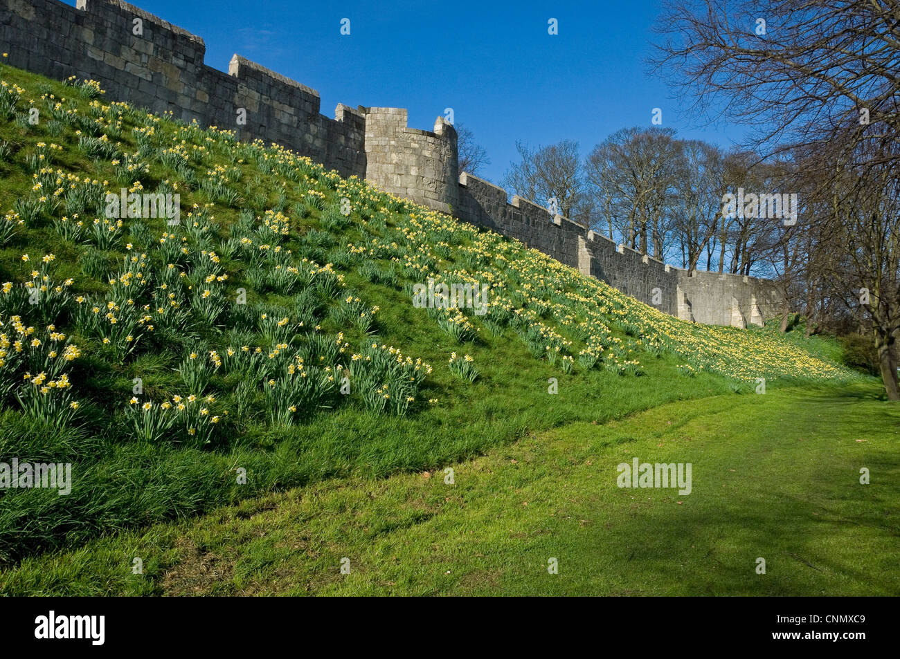 Daffodils flower flowers flowering on the City Walls in spring York ...