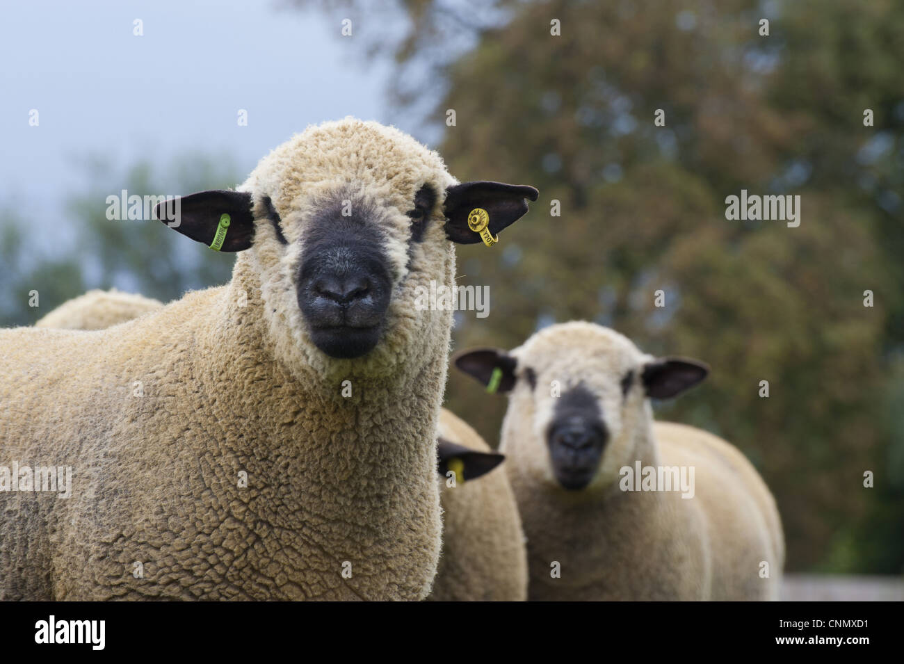 Domestic Sheep, Hampshire Down rams, close-up of heads, Diss, Norfolk ...
