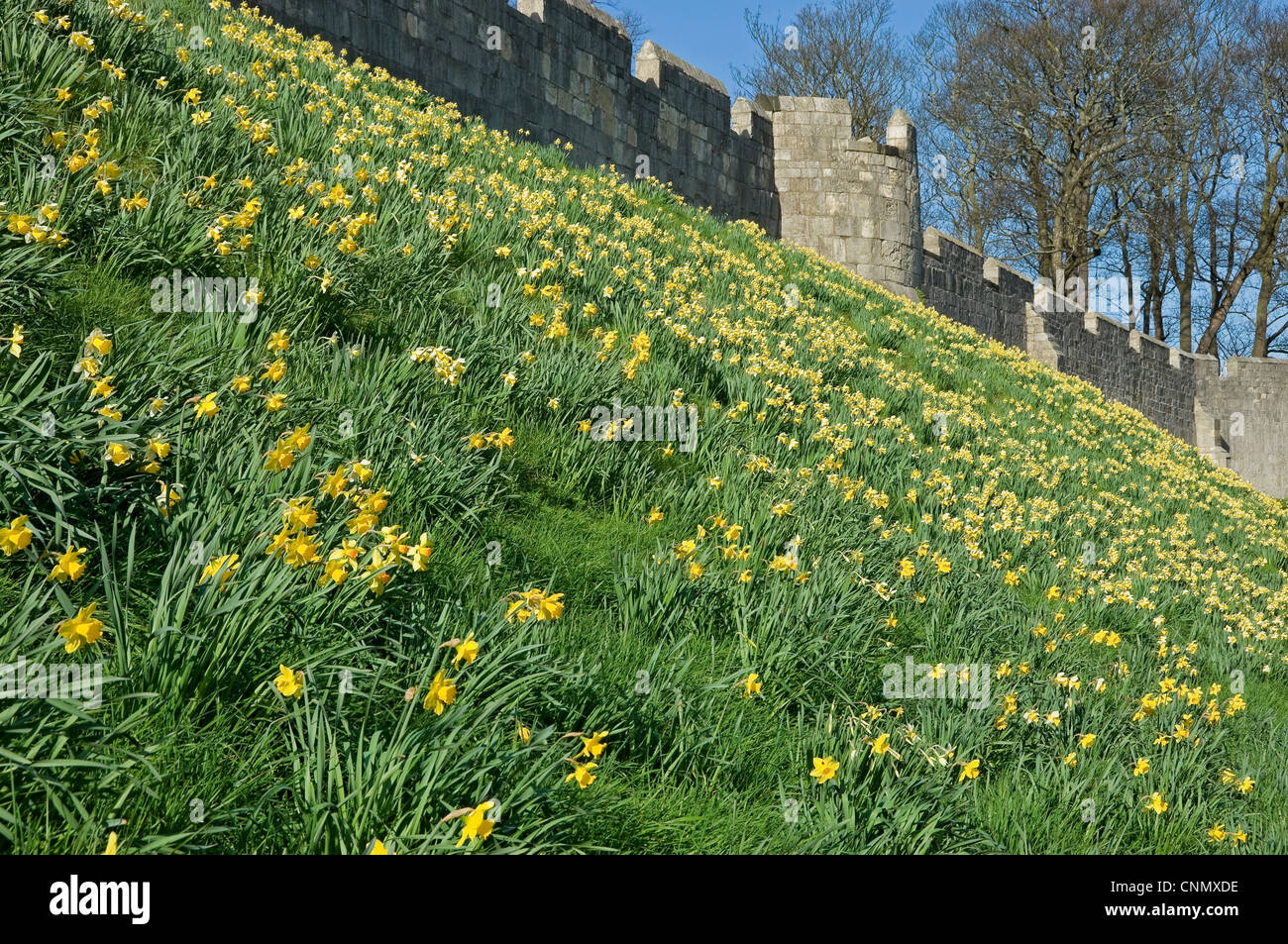Daffodils flower flowers flowering on the City Walls in spring York ...
