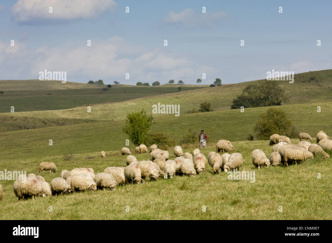 Domestic Sheep, flock, grazing in pasture with shepherd, near Saxon ...