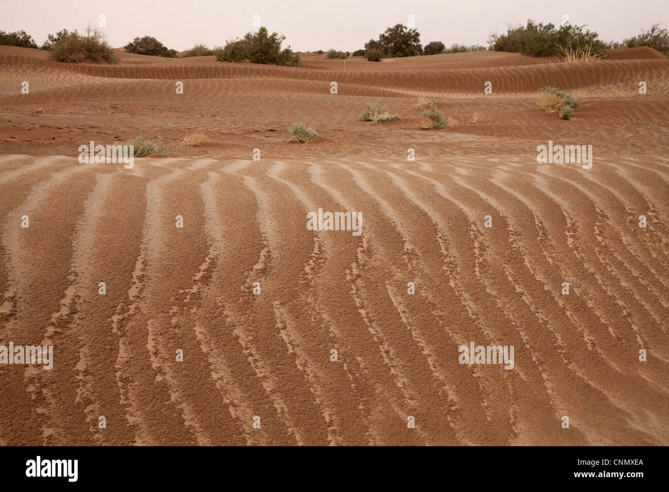 Wet desert sand dunes after rainfall, Sahara, Morocco, may Stock Photo ...