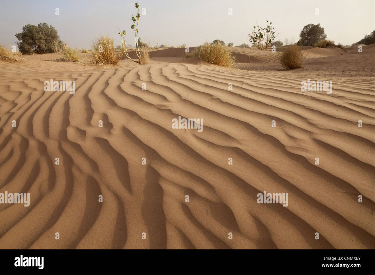 See sparse vegetation hi-res stock photography and images - Alamy