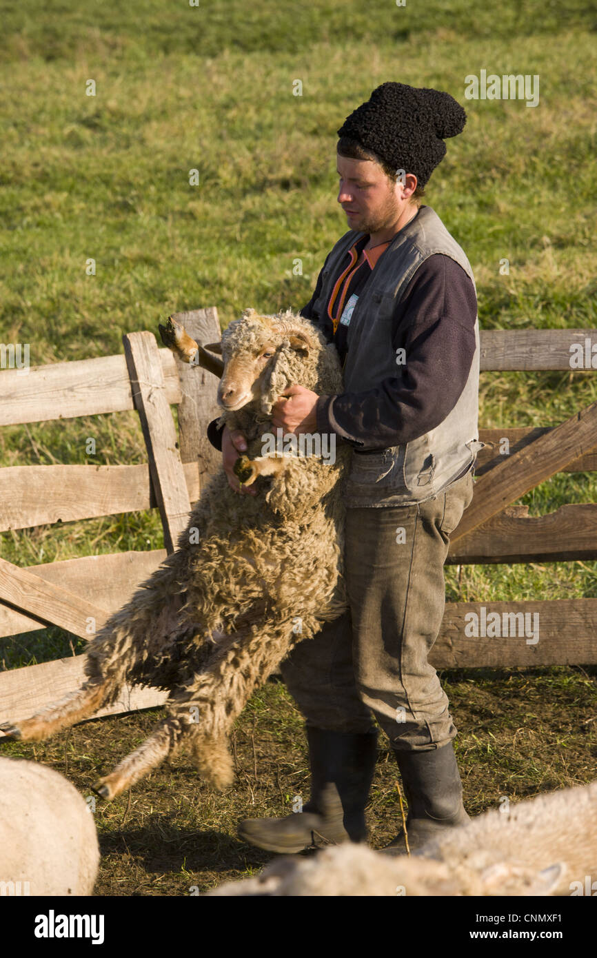 Domestic Sheep shepherd holding sheep communal flock at traditional ...