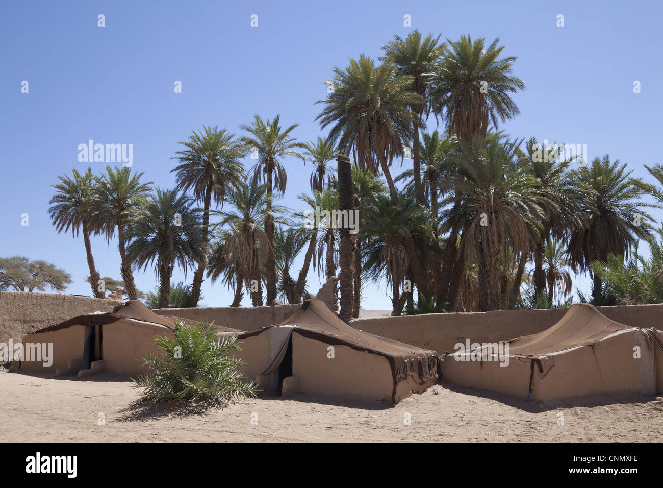 Desert oasis with palm trees and tent camp, Sahara, Morocco, may Stock ...