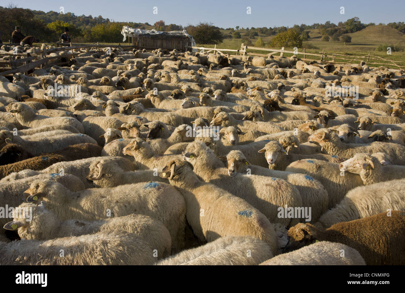 Domestic Sheep, communal flock, with shepherds at traditional sheep ...