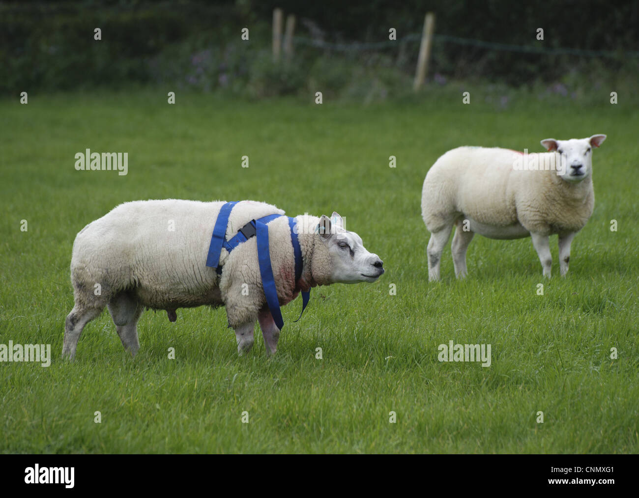 Domestic Sheep, Beltex ram, wearing raddle, with Texel ewe, standing in ...
