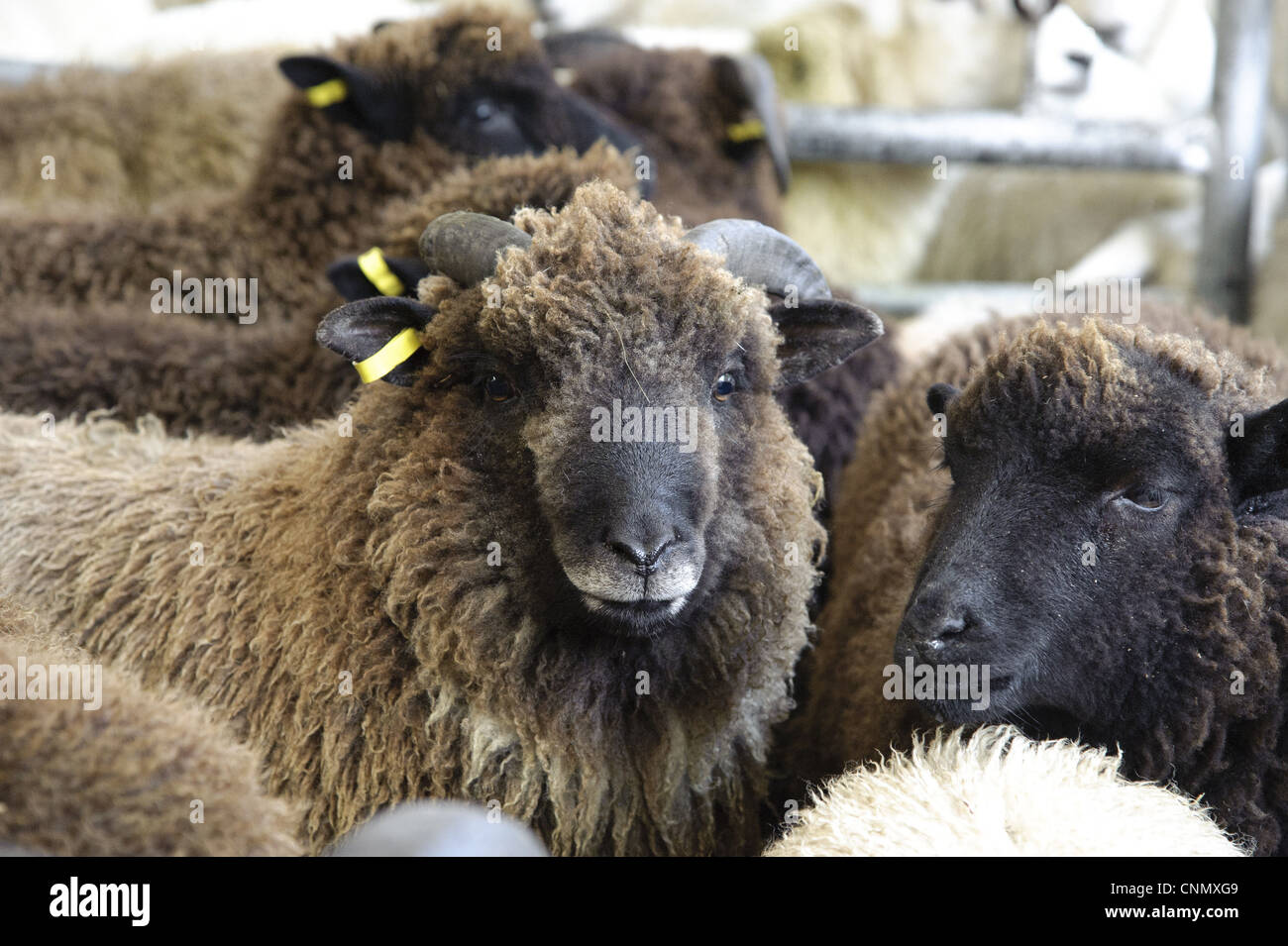 Ryeland hi-res stock photography and images - Alamy