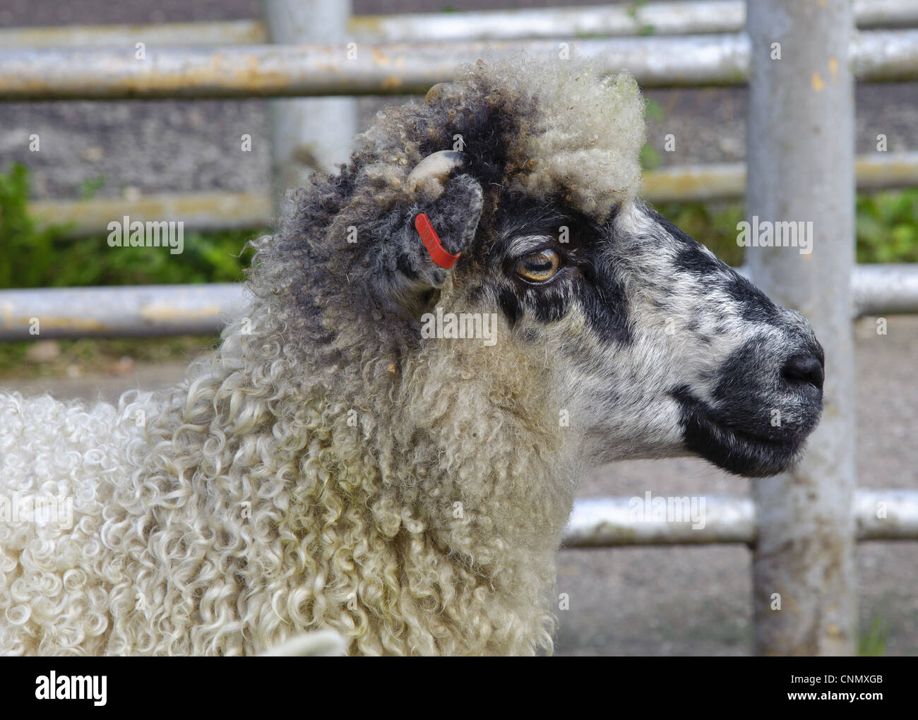 Domestic Sheep Masham ewe ear tag close-up head in pen at market ...