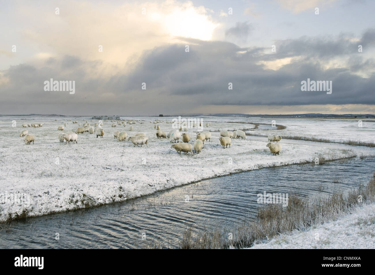 Domestic Sheep Romney Sheep flock grazing in snow on grazing marsh ...